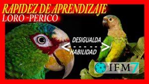 Loro vs. Cotorro: Entendiendo las diferencias - IFM7