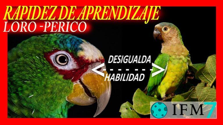 Loro vs. Cotorro: Entendiendo las diferencias - IFM7